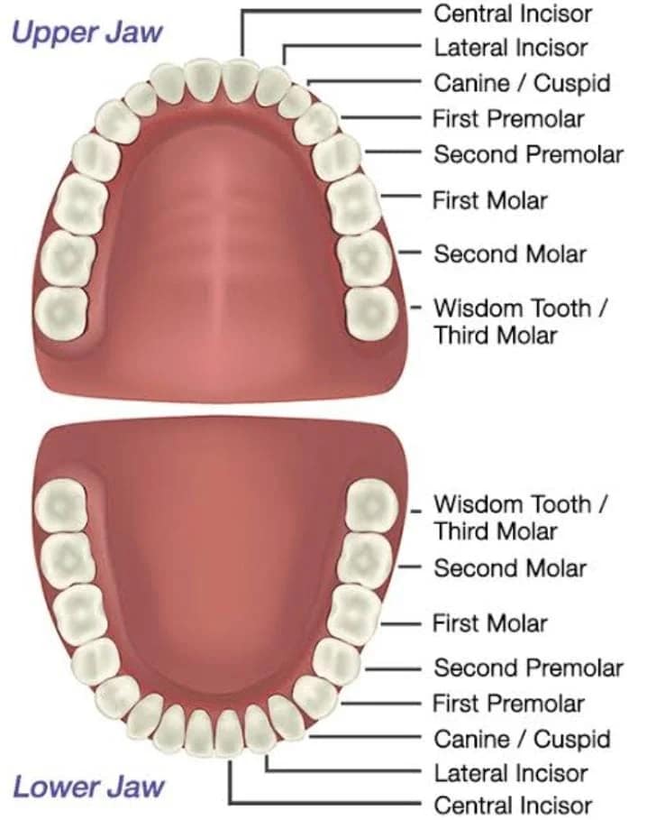 A Simple Guide on the Different Types of Teeth - Best Dental Clinic in ...